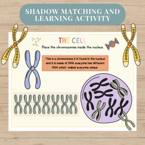 Human Body Cell, Human Anatomy Study Pack, Preschool Activities ...