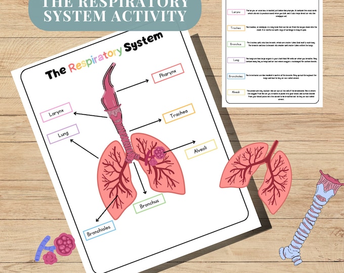 The Respiratory System, Anatomy Printable Activity, Human Body Game ...