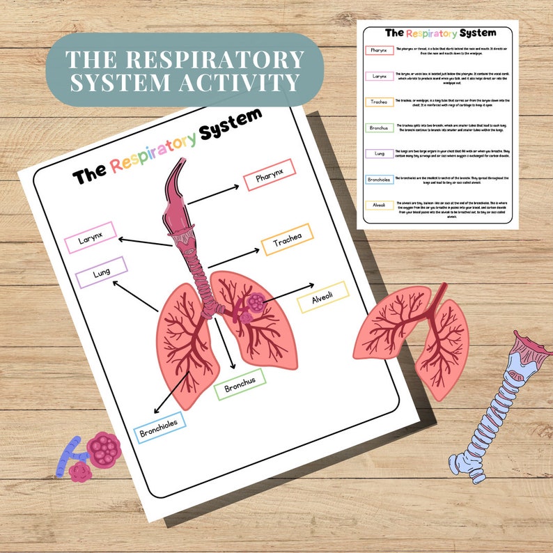 The Respiratory System, Anatomy Printable Activity, Human Body Game ...