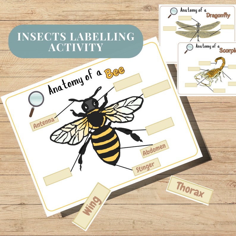 Insects Anatomy Labelling, Nature Study Bundle, Learning Materials ...