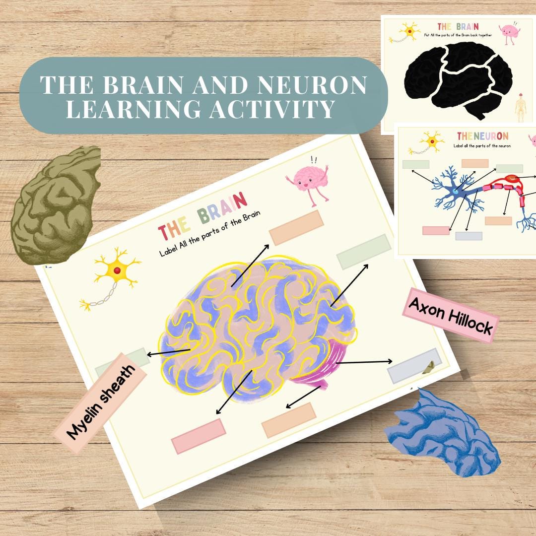 Human Brain Anatomy Printable Activity, Brain Puzzle, Human Neuron ...