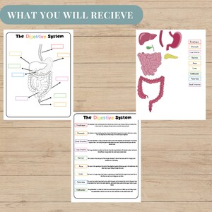 The Digestive System Anatomy Printable Activity, Human Body Game ...