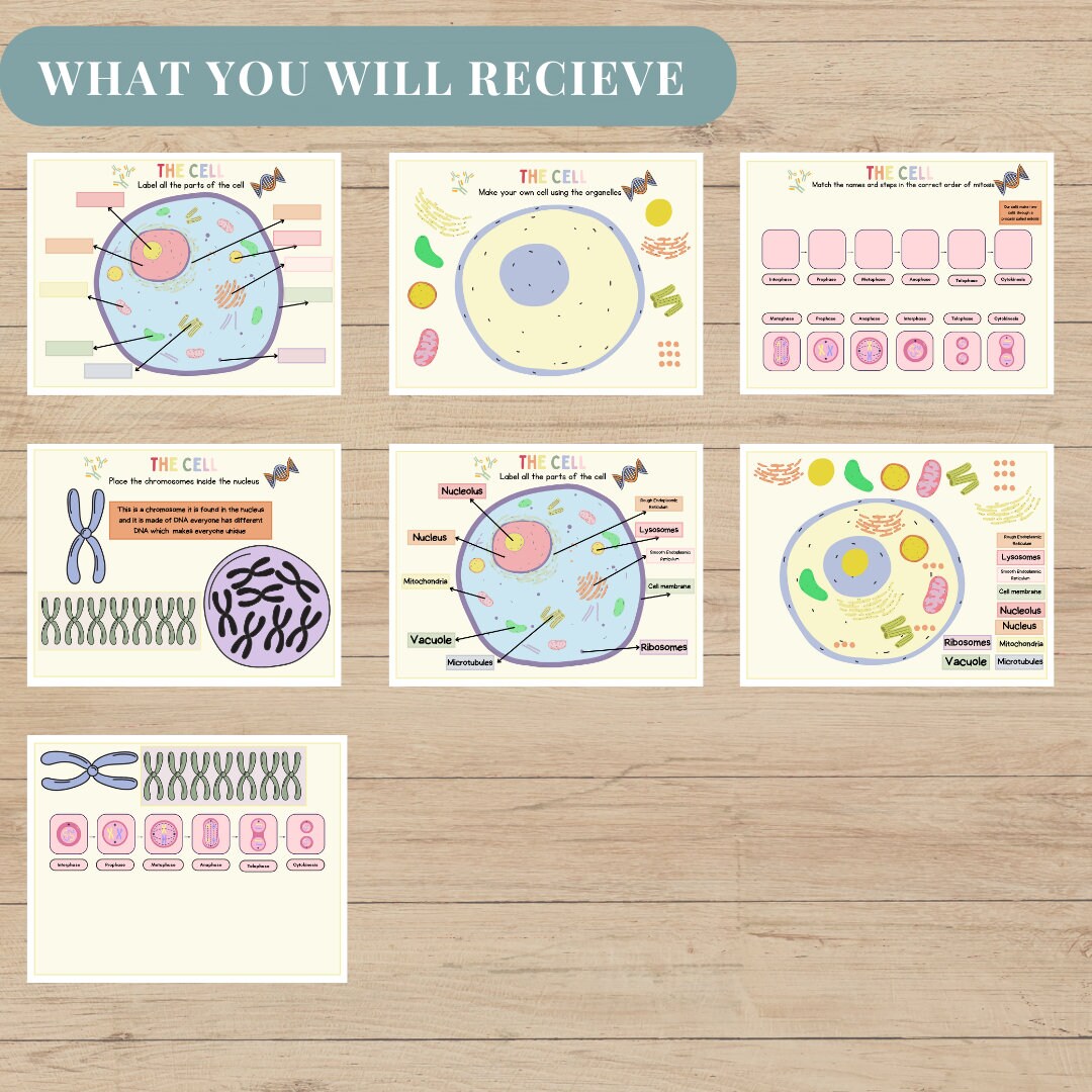 Human Body Cell, Human Anatomy Study Pack, Preschool Activities ...