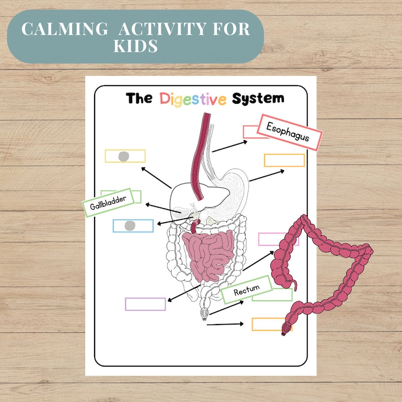 The Digestive System Anatomy Printable Activity, Human Body Game ...