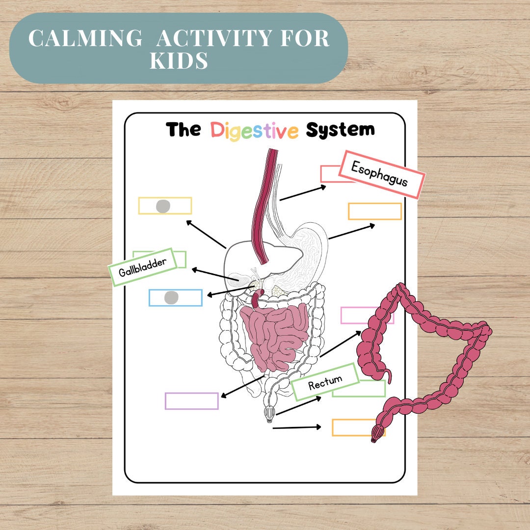 The Digestive System Anatomy Printable Activity, Human Body Game ...