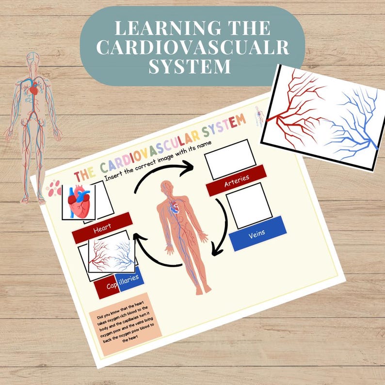 Heart Anatomy, Human Anatomy, Human Body Game, About Me, Heart Science ...