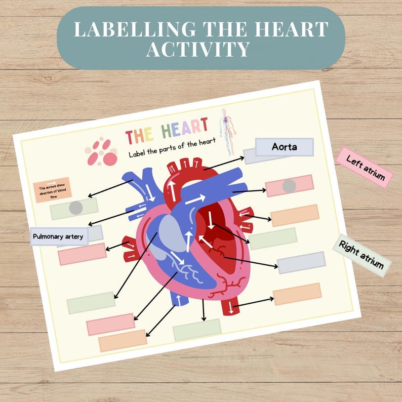 Heart Anatomy, Human Anatomy, Human Body Game, About Me, Heart Science ...