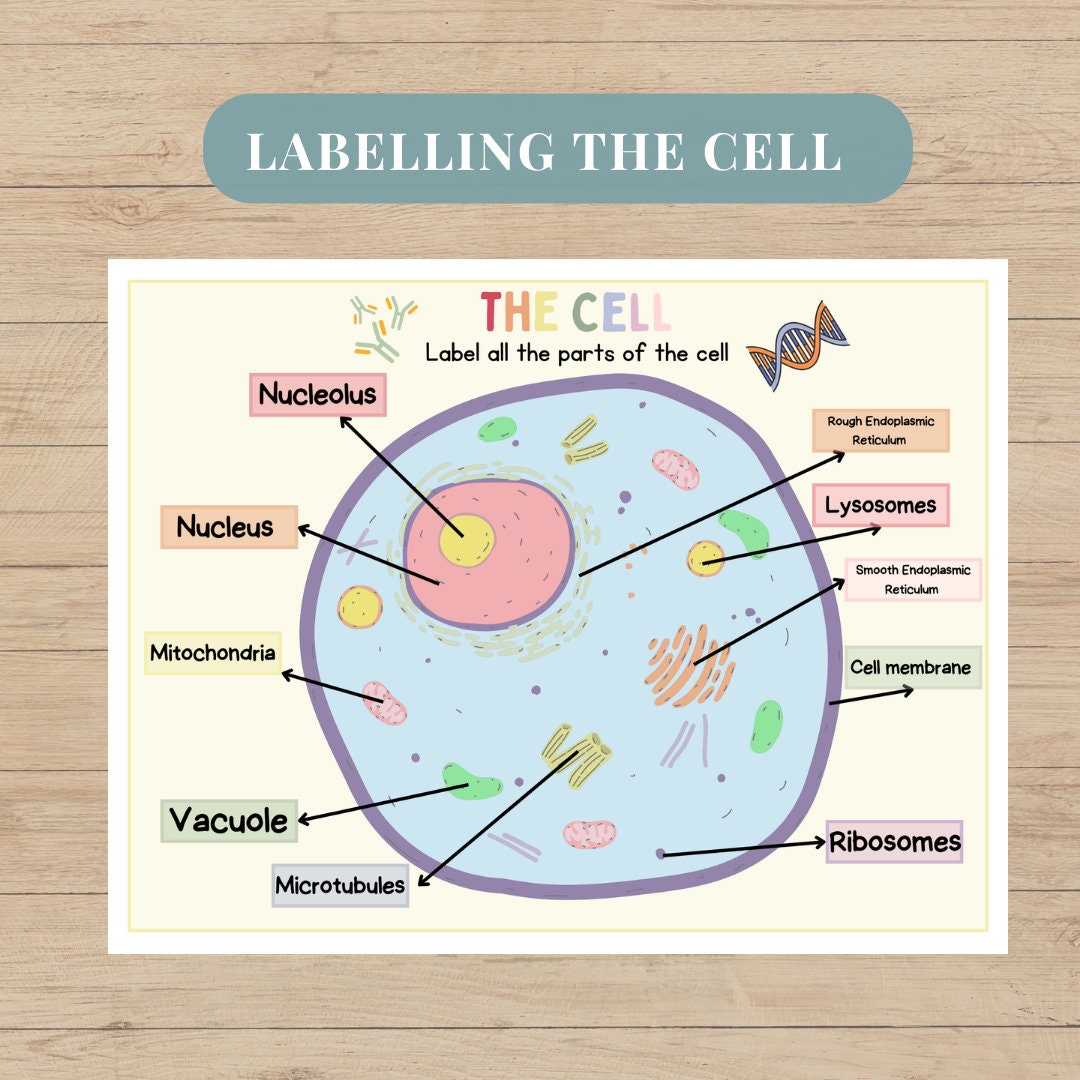 Human Body Cell, Human Anatomy Study Pack, Preschool Activities ...