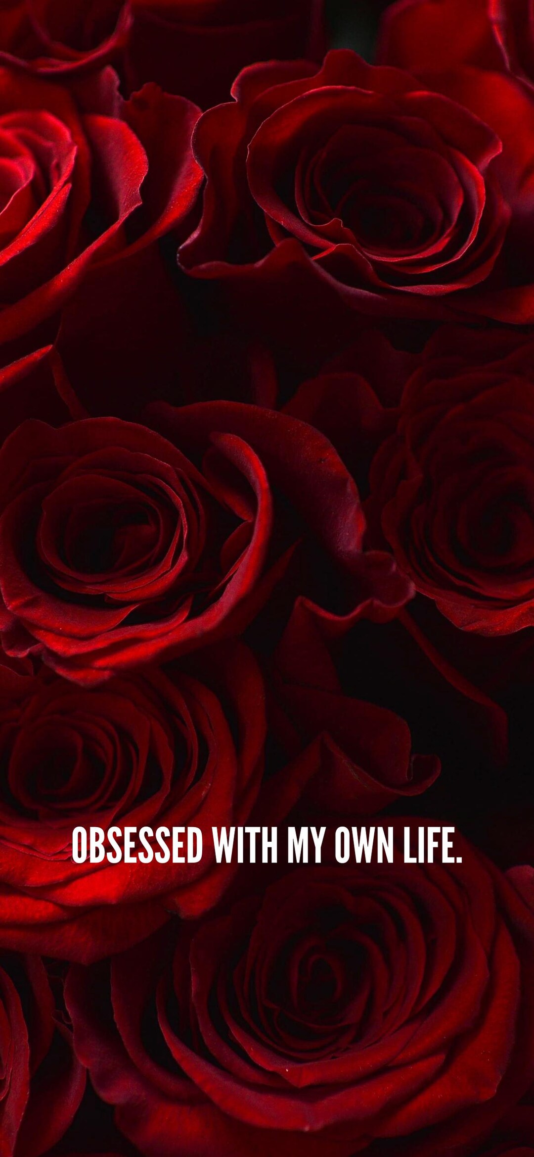Wallpaper: CEO Valentine's Rose Collection - Etsy