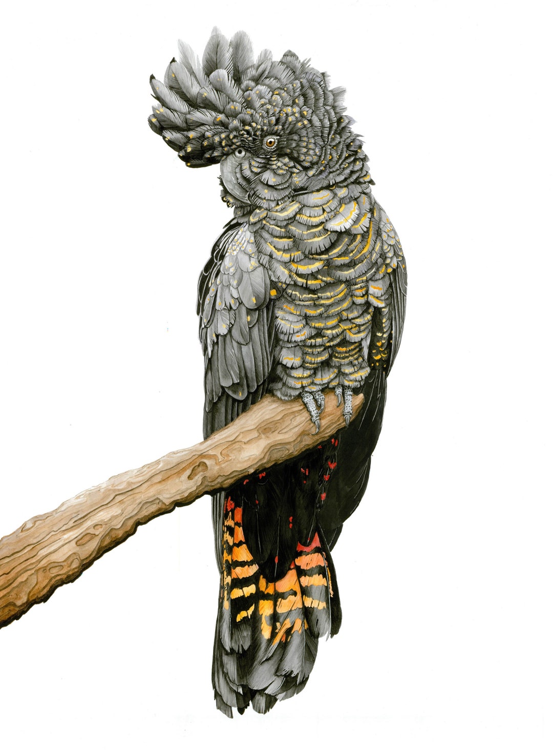 Red-tailed Black Cockatoo Print From Original Watercolour Artwork - Etsy