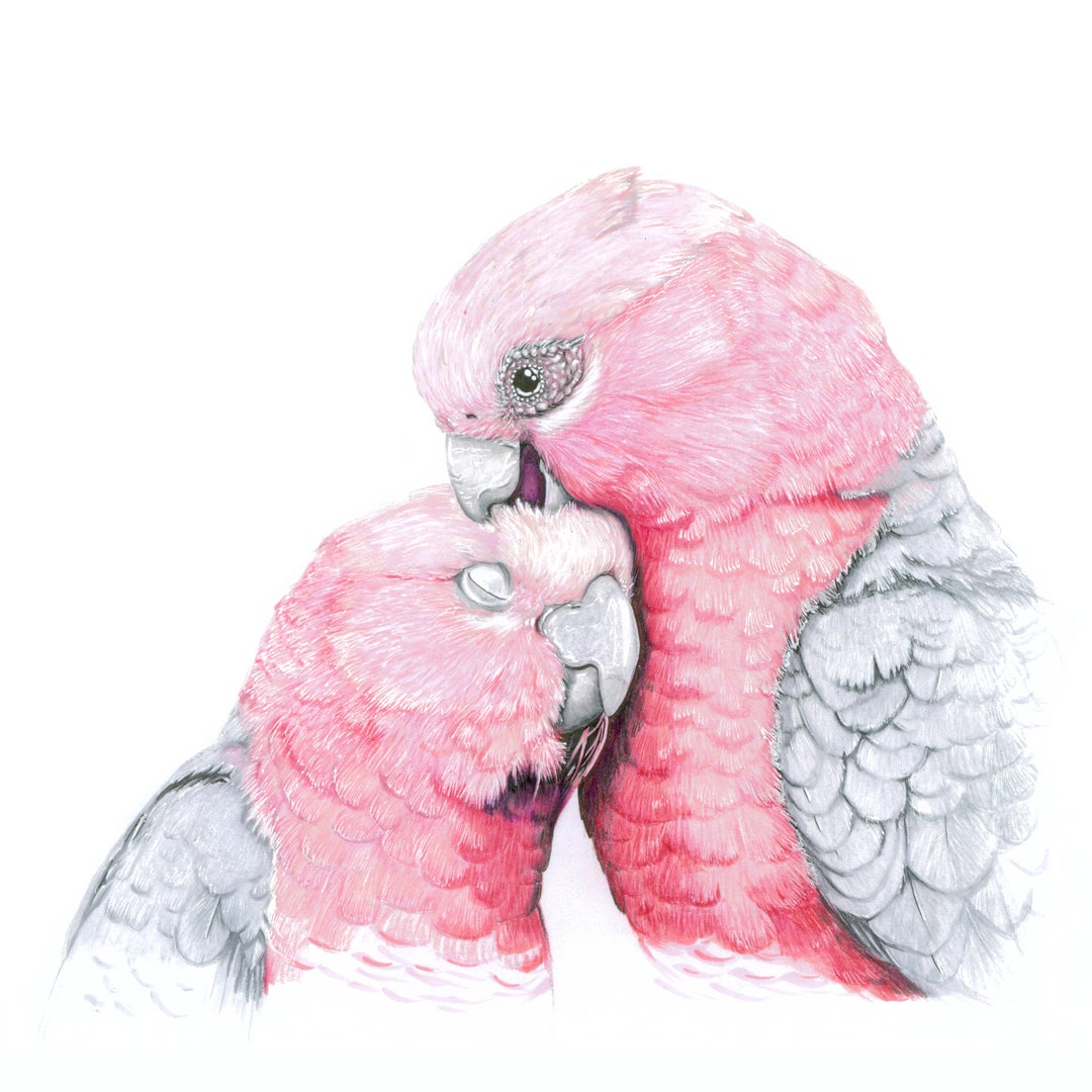 Two Galahs Print /25 From Original Watercolour Artwork - Etsy Australia