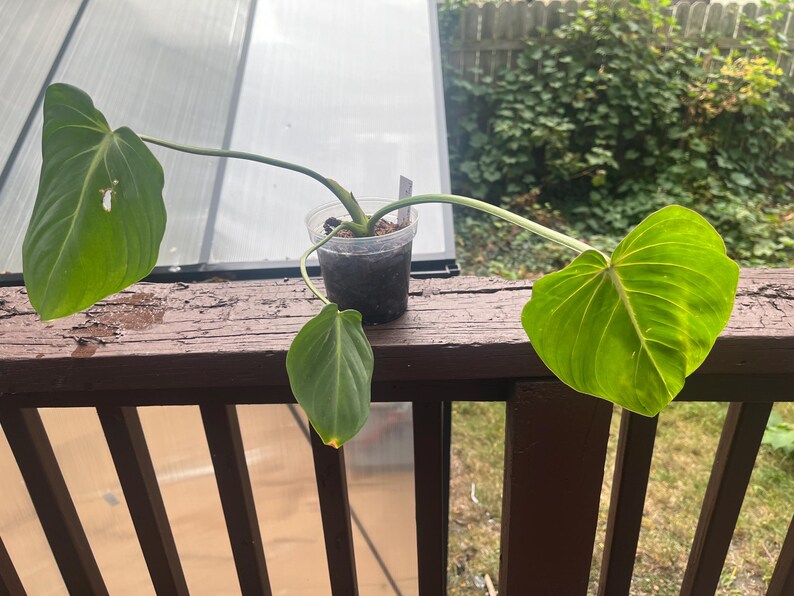 Philodendron Gloriosum - Etsy