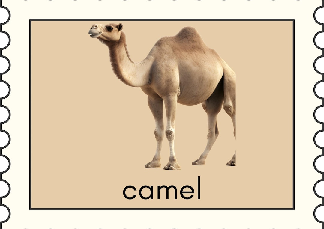 Printable 'zoo Animals' Flash Cards (19 Cards) - Etsy