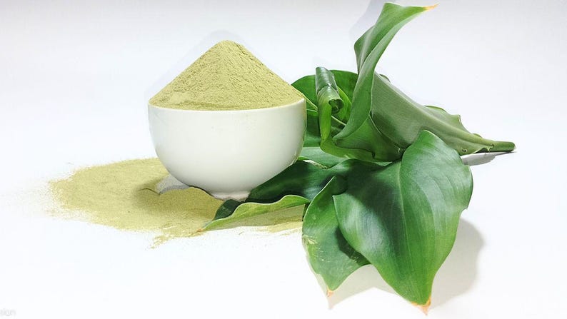 Insulin Plant Powder Pure Costus Leaf Powder (costus Igneus) 100% ...