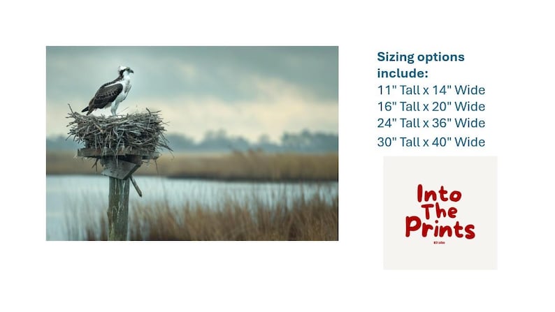 Osprey Photography Print: Bird of Prey on Nest, Coastal Wall Art - Etsy