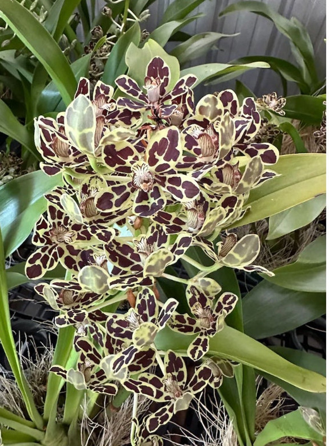 Grammatophyllum Scriptum Orchid Beverly 6 Pot Huge Flowers Fragrant. - Etsy