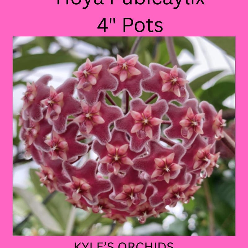 Hoya Fragrant Blooms - Etsy