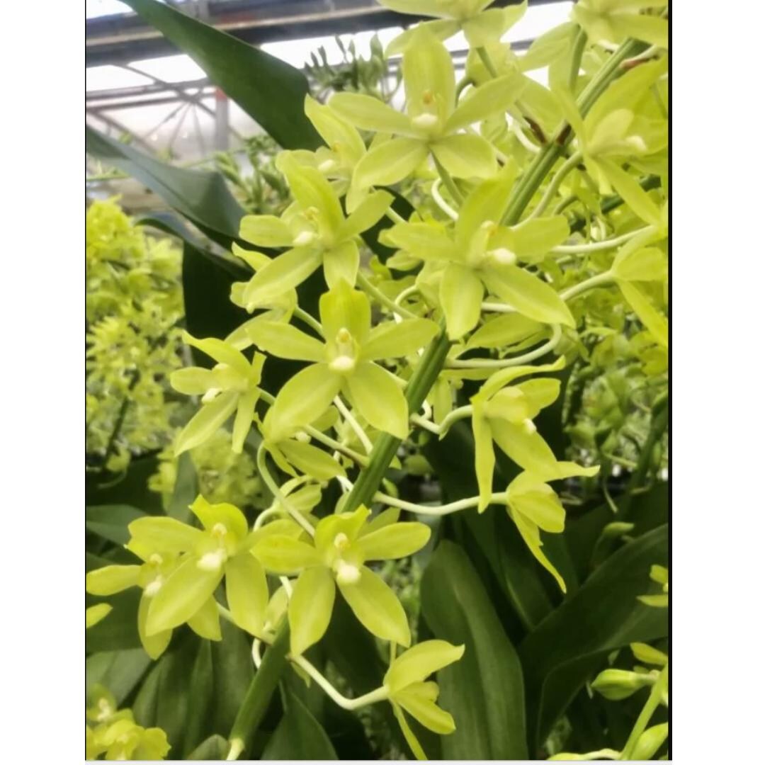 PREORDER- Grammatophyllum Scriptum Var. Citrinium Orchid, 6" Pot, Large ...