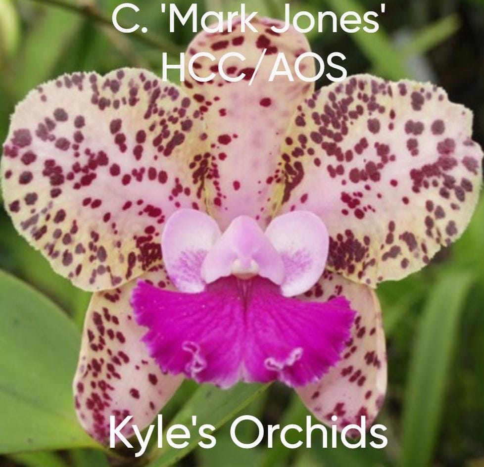 Spotted Cattleya Orchids Spotted Cattleya's First Bloom. Been Waiting