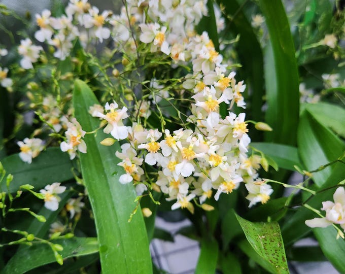Oncidium Twinkle 'fantasy' Miniature Orchid, Shipped in 2.5" Pot - Etsy