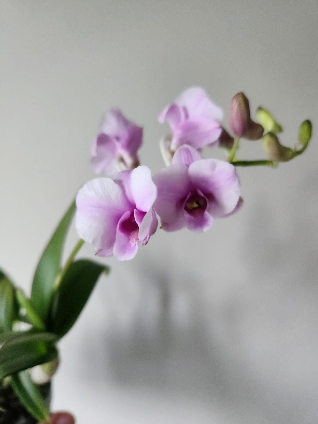 Dendrobium Biggium 2" Pot, Miniature Orchid, Small Dendrobium Orchid ...