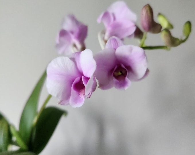 Dendrobium Biggium 2" Pot, Miniature Orchid, Small Dendrobium Orchid ...
