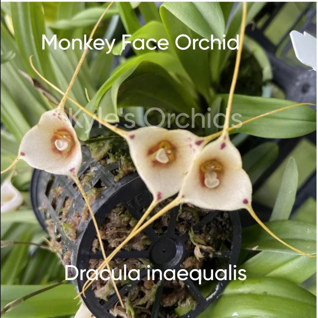 SALE 40% Off-the Monkey Face Orchid, Dracula Inaequalis Orchids, 3" Net ...