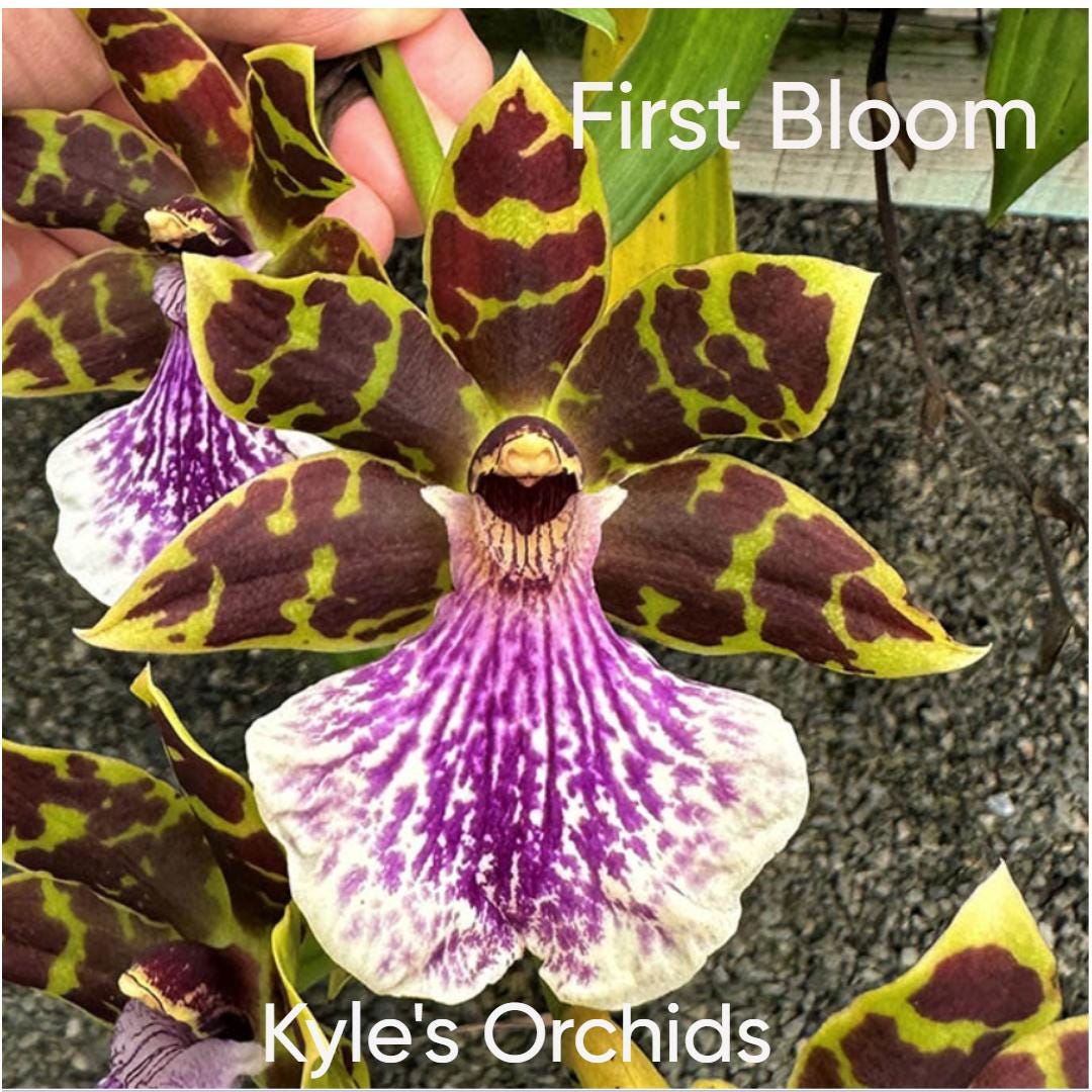 Zygopetalum 'blooming Fool' X '9 Flowers' Orchid in 5" Pot, Blooming ...