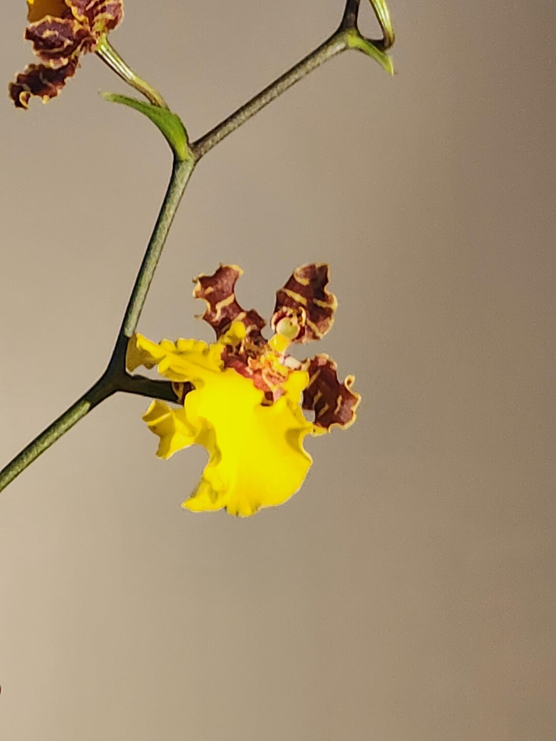 Oncidium Sweet Ears 'pacific Gold' Grown in 2" Pot-miniature Oncidium ...