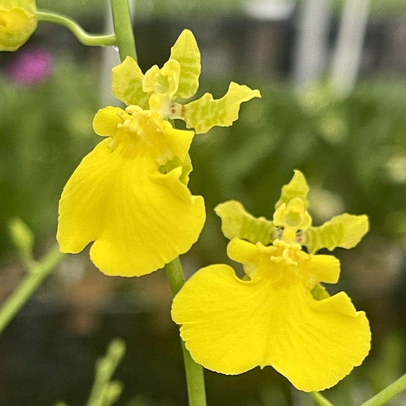 Orchids Plants Live Large - Etsy