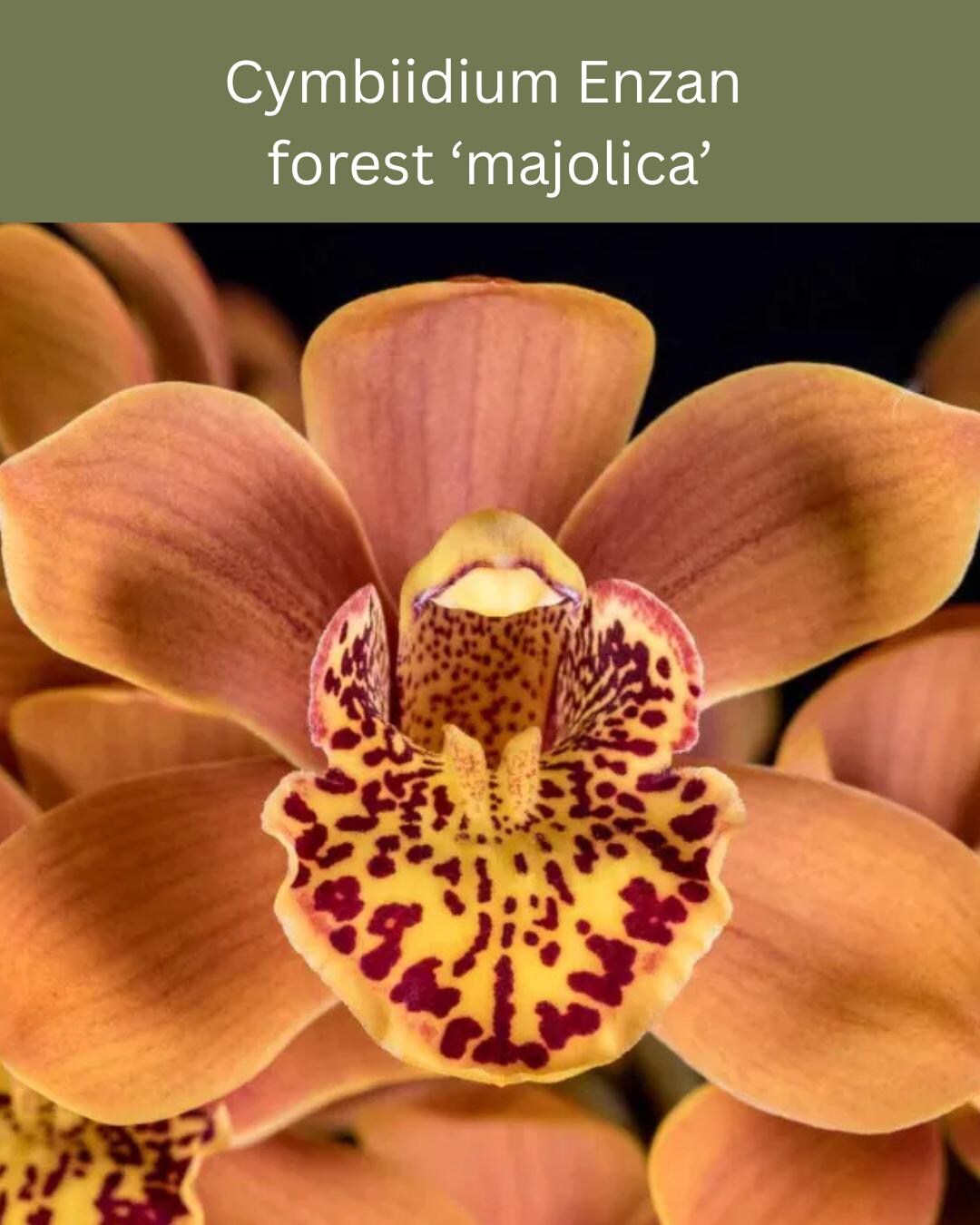 Cymbidium Enzan Forest 'majolica', 5 Inch Pot, Fragrant Orchid, Warm ...