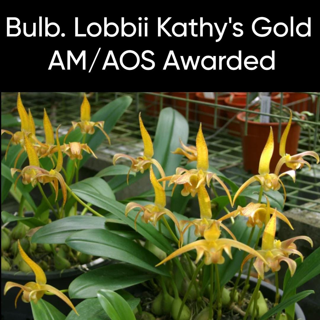 Bulbophyllum Lobbii 'kathy's Gold' AM/AOS Awarded Blooms Grown in 4 ...