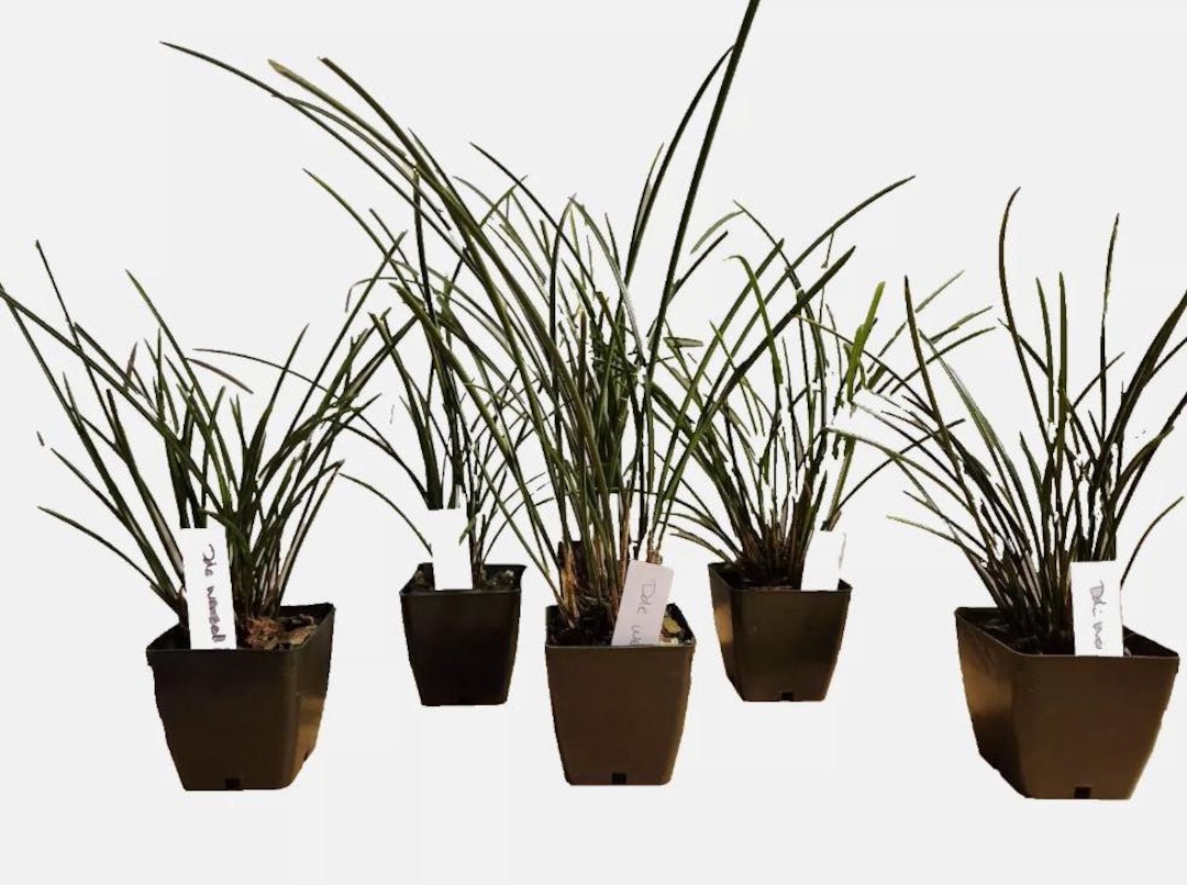 Dendrochilum Wenzelii Red, Grown in 3" Pots, Fragrant Orchid, Flowering ...