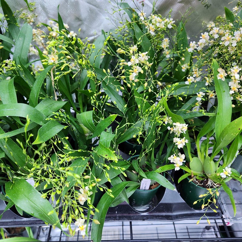 Oncidium Orchid - Etsy