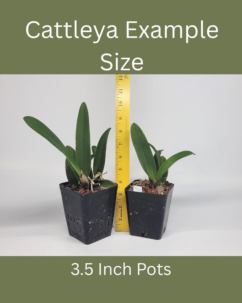 Cattleya Orchid Bundle, Seedlings Variety Pack – 3.5 Inch Pots, Mothers ...