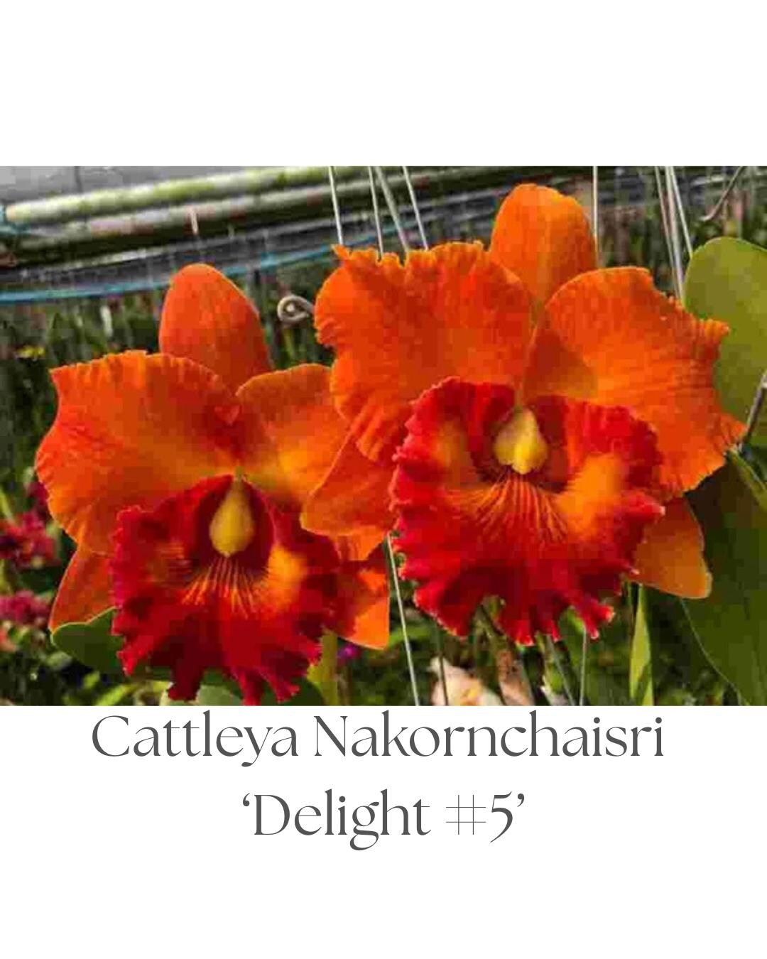 Cattleya Nakornchairsri Orange 'delight' - 3.5 Inch Pot, Highly ...