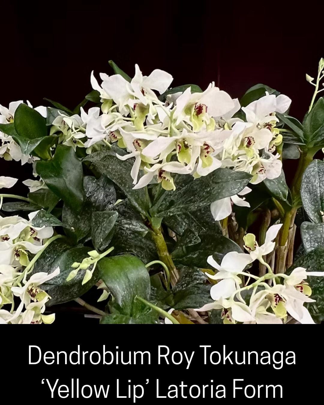 Dendrobium Roy Tokunaga 'yellow Lip' Latouria Orchid, 3.5 Inch Pot - Etsy