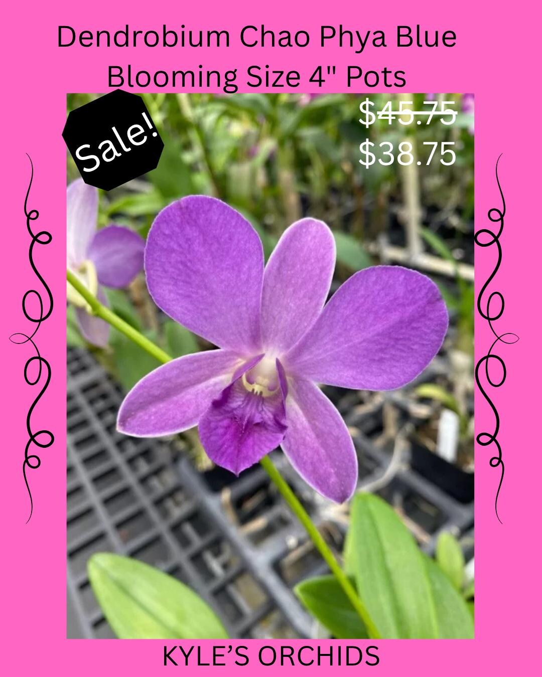 Preorder-dendrobium Chao Phya Blue- 4" Pots, Large Overgrown Plants ...