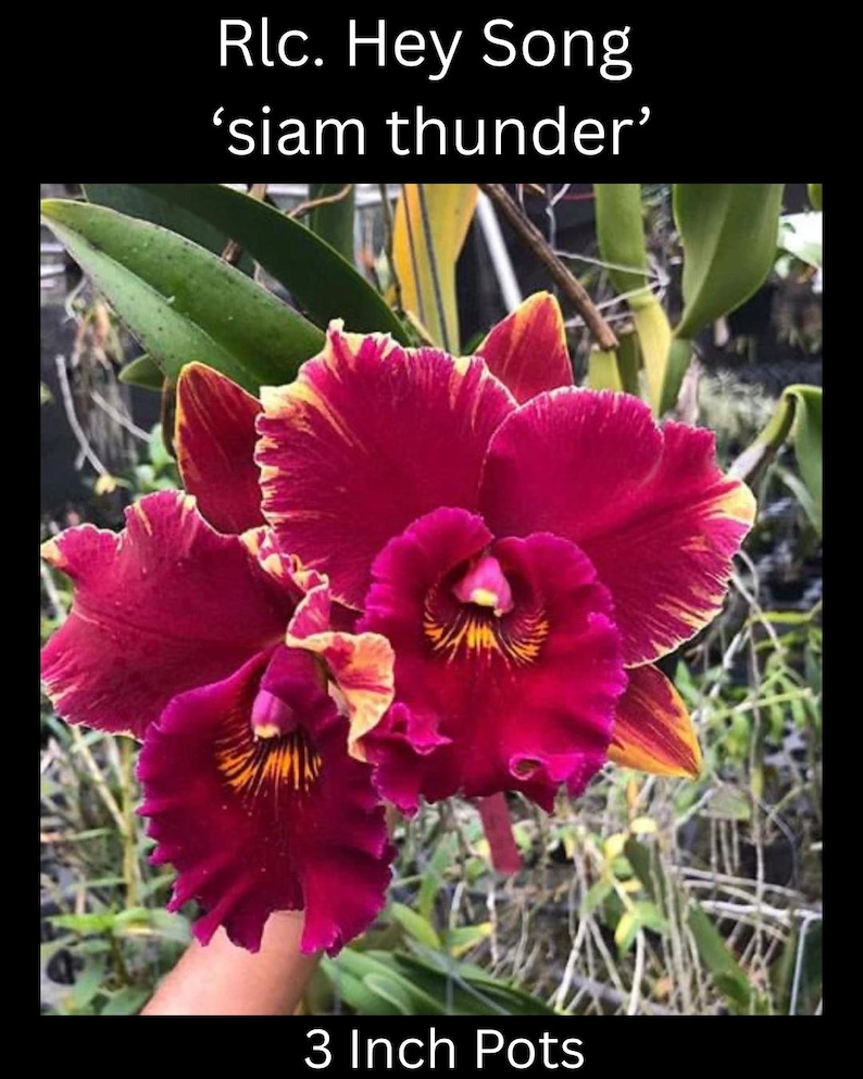 Cattleya Siam Hey Song 'thunder' Orchid, 3.5 Inch Pots, Seedling ...