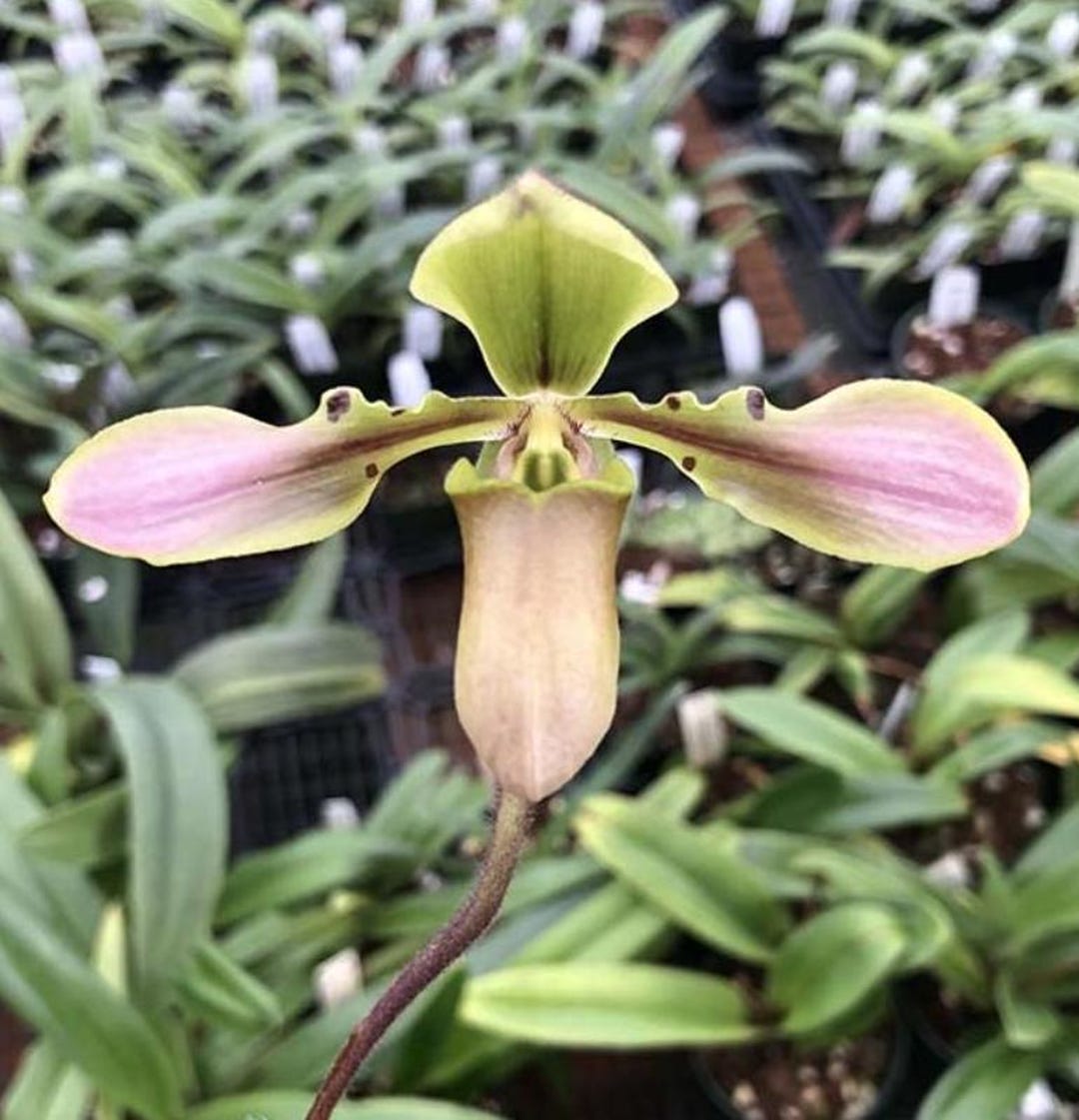 Paphiopedilum Celebensis 'pink Wings' X Paph. Celebensis 'outstanding ...