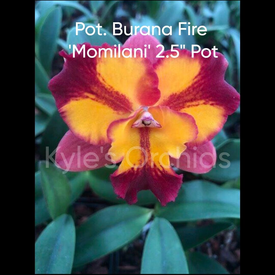Cattleya (pot.) Burana Fire 'momilani' Grown in 2.5" Pot, Cattleya ...