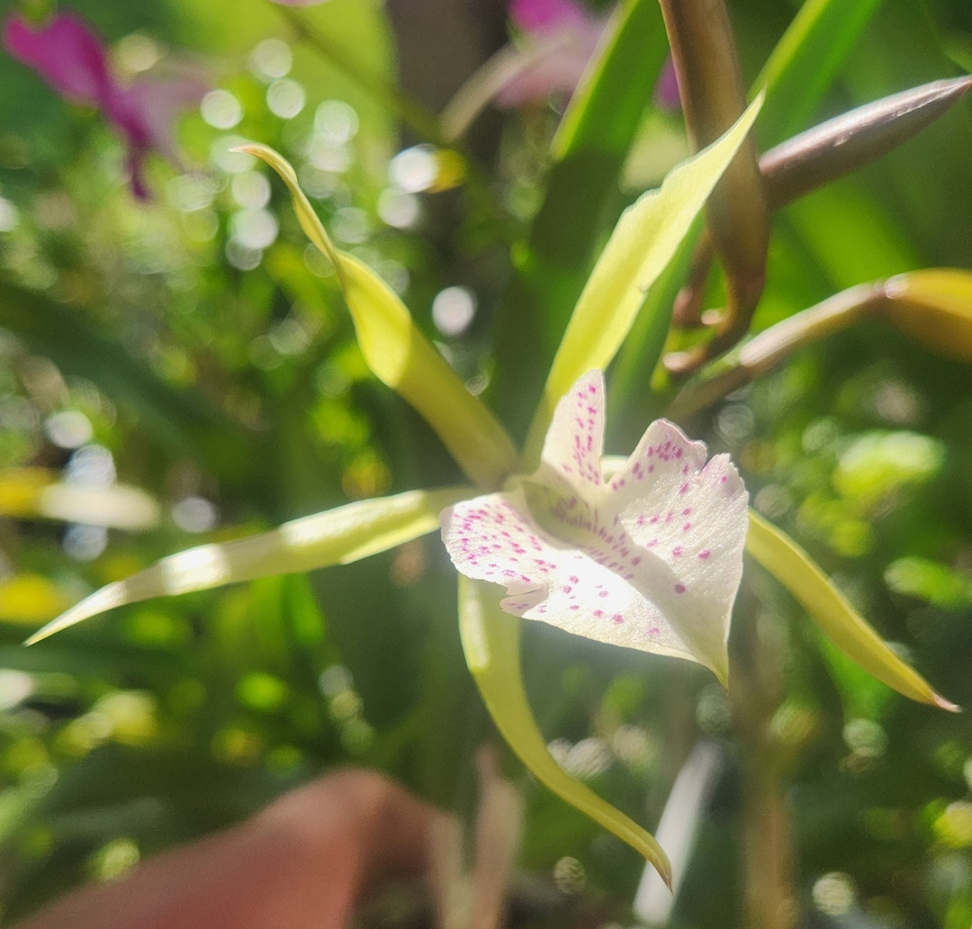 PREORDER in Spike-pcv. Key Lime Stars Orchid in 4 Pot, Evening ...