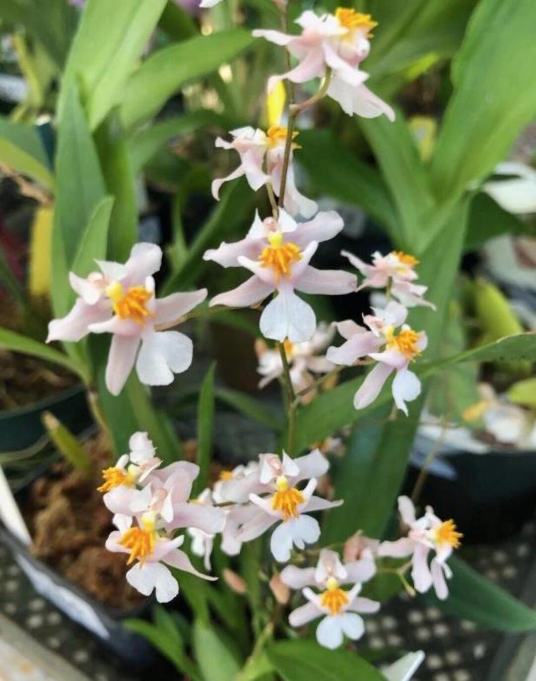 Oncidium Twinkle 'fragrance Fantasy' SQ/JOGA Orchid in 2.5" Pot ...