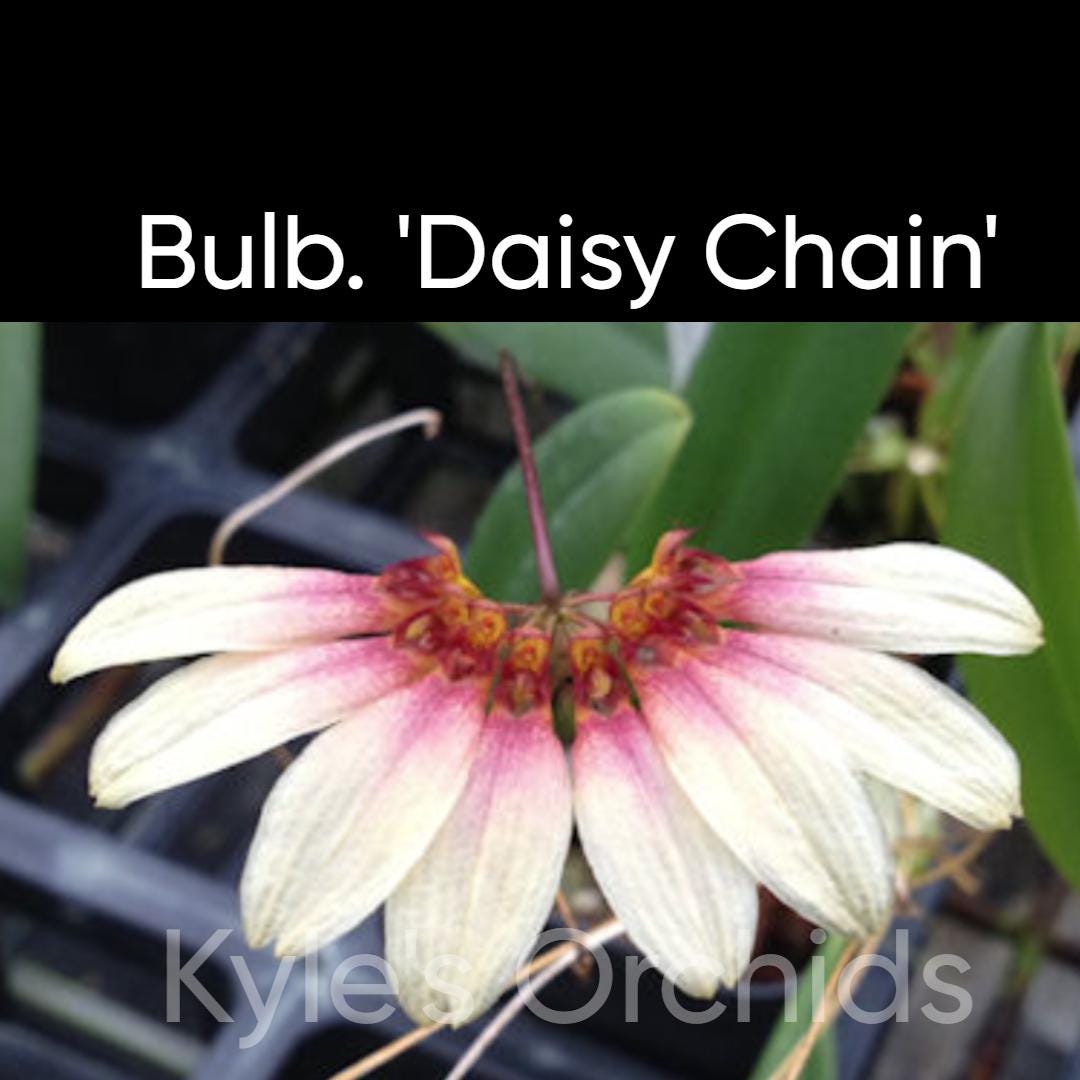 Bulbophyllum 'daisy Chain' Orchid Grown in 4" Pot, Blooming Size ...
