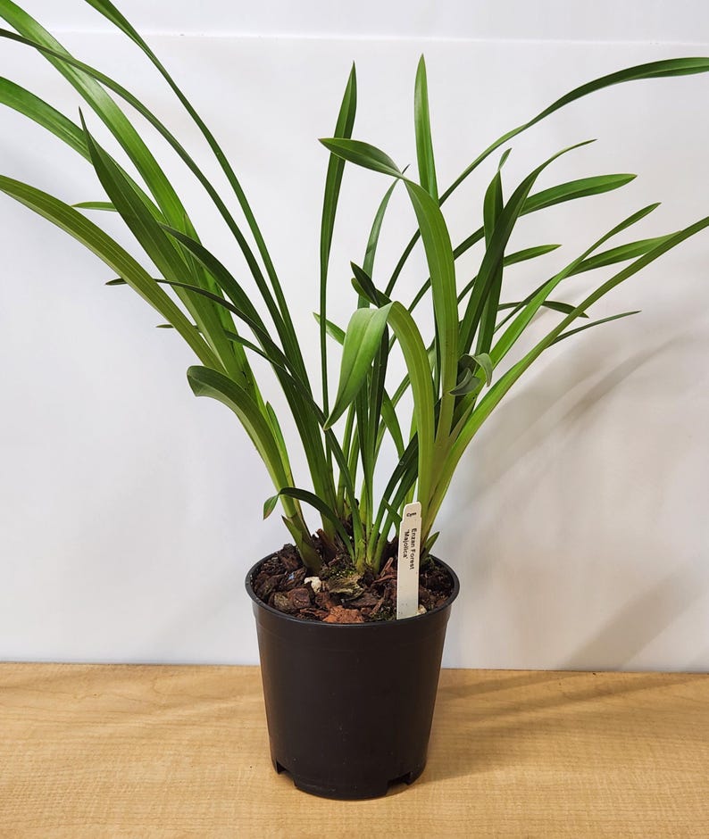 Cymbidium Enzan Forest 'majolica', 5 Inch Pot, Fragrant Orchid, Warm ...