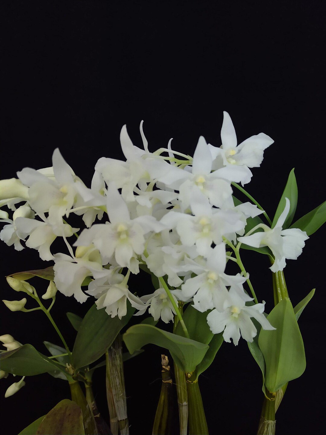 Dendrobium Mini Snowflake, Mini Orchids, Compact Orchids Winter ...