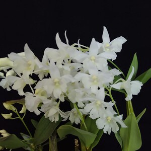 Dendrobium Mini Snowflake, Mini Orchids, Compact Orchids Winter ...