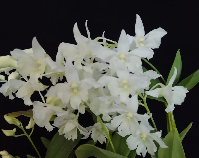 Mulit-spike! Dendrobium Mini 'snowflake', Fragrant Orchids, Compact ...