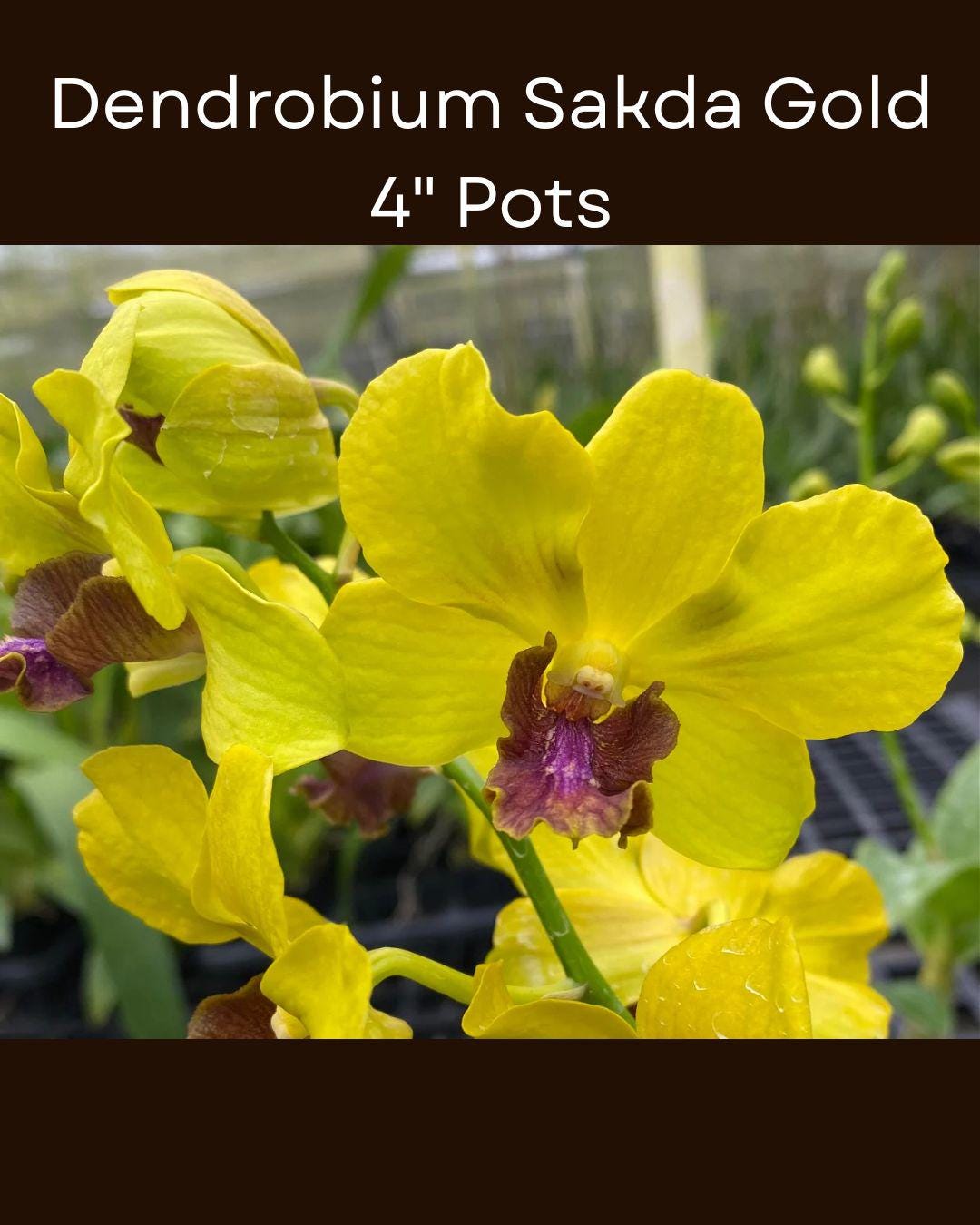 Spiking Now! Dendrobium Sakda Gold Orchid - Blooming Size 4" Pot - Etsy
