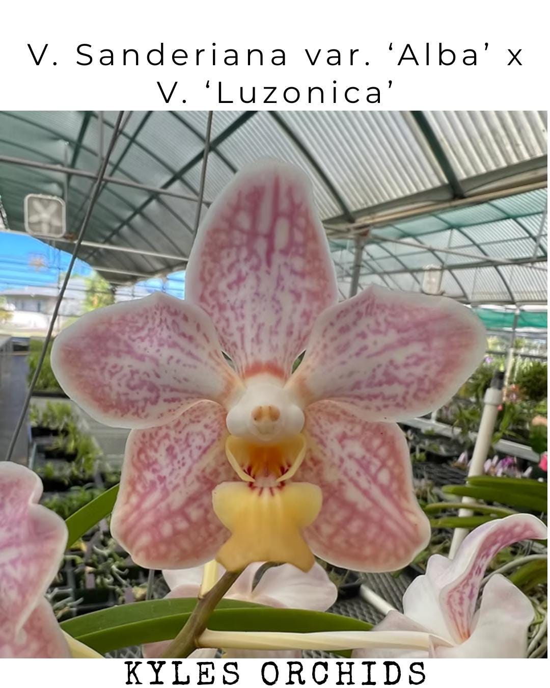 Vanda Sanderiana Var. 'alba' X Vanda Luzonica-primary Cross, Mature ...